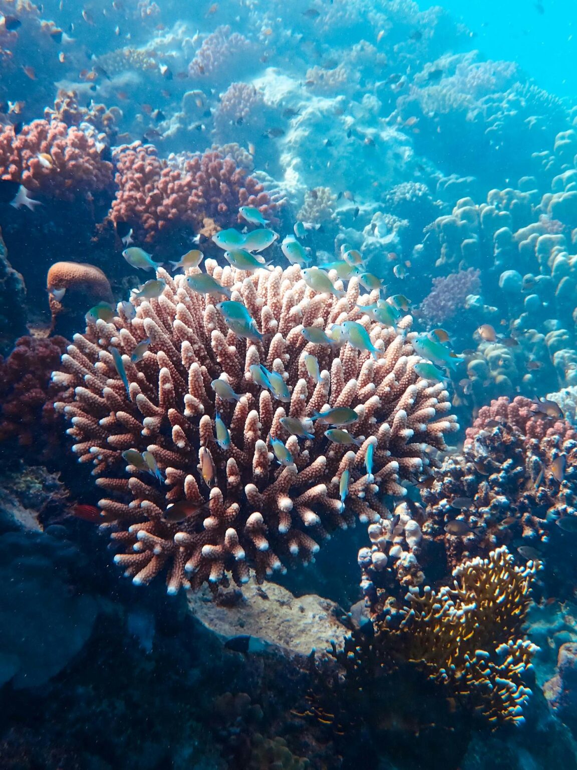Yanbu Travel Guide: Red Sea Diving, Beaches & Hidden Coastal Gem (2026)