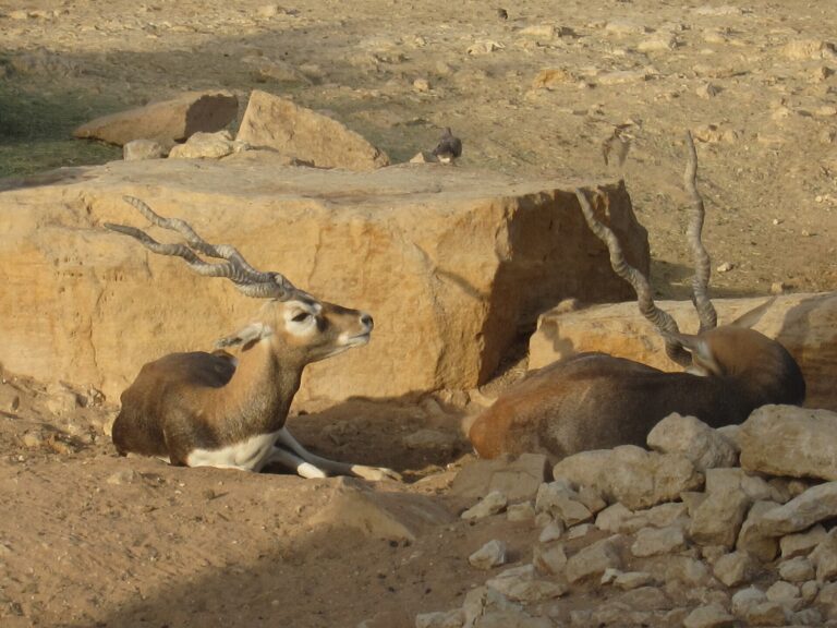 Saudi Arabia Zoos and Wildlife Parks: Family Guide - House of Saud
